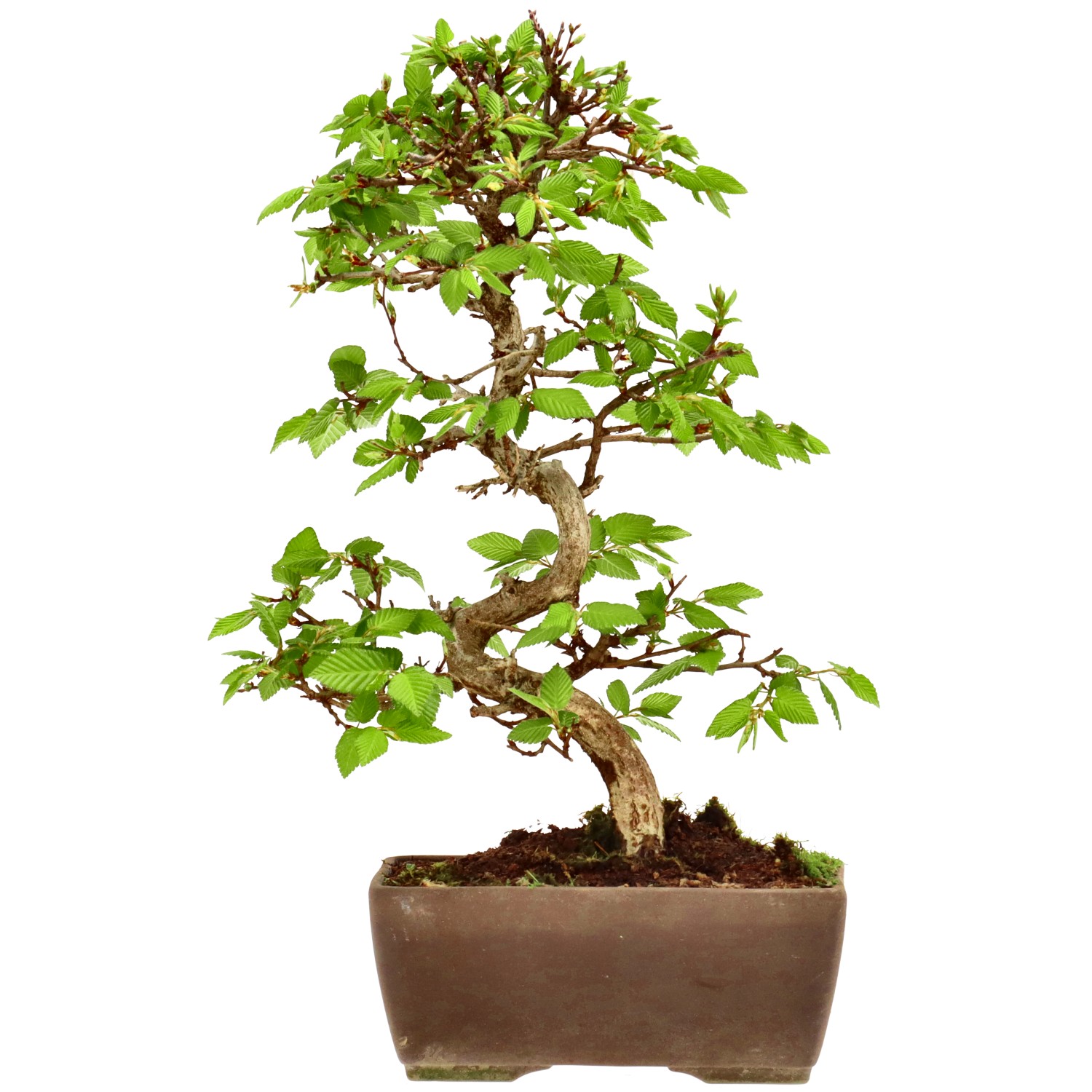 Japanese hornbeam, approx. 10 y. (25 cm) | L005_05